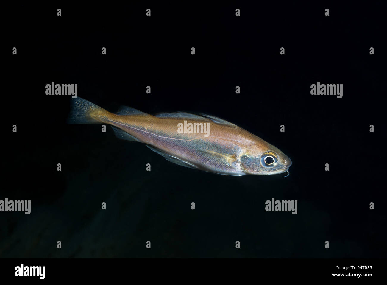 Poor cod hi-res stock photography and images - Alamy