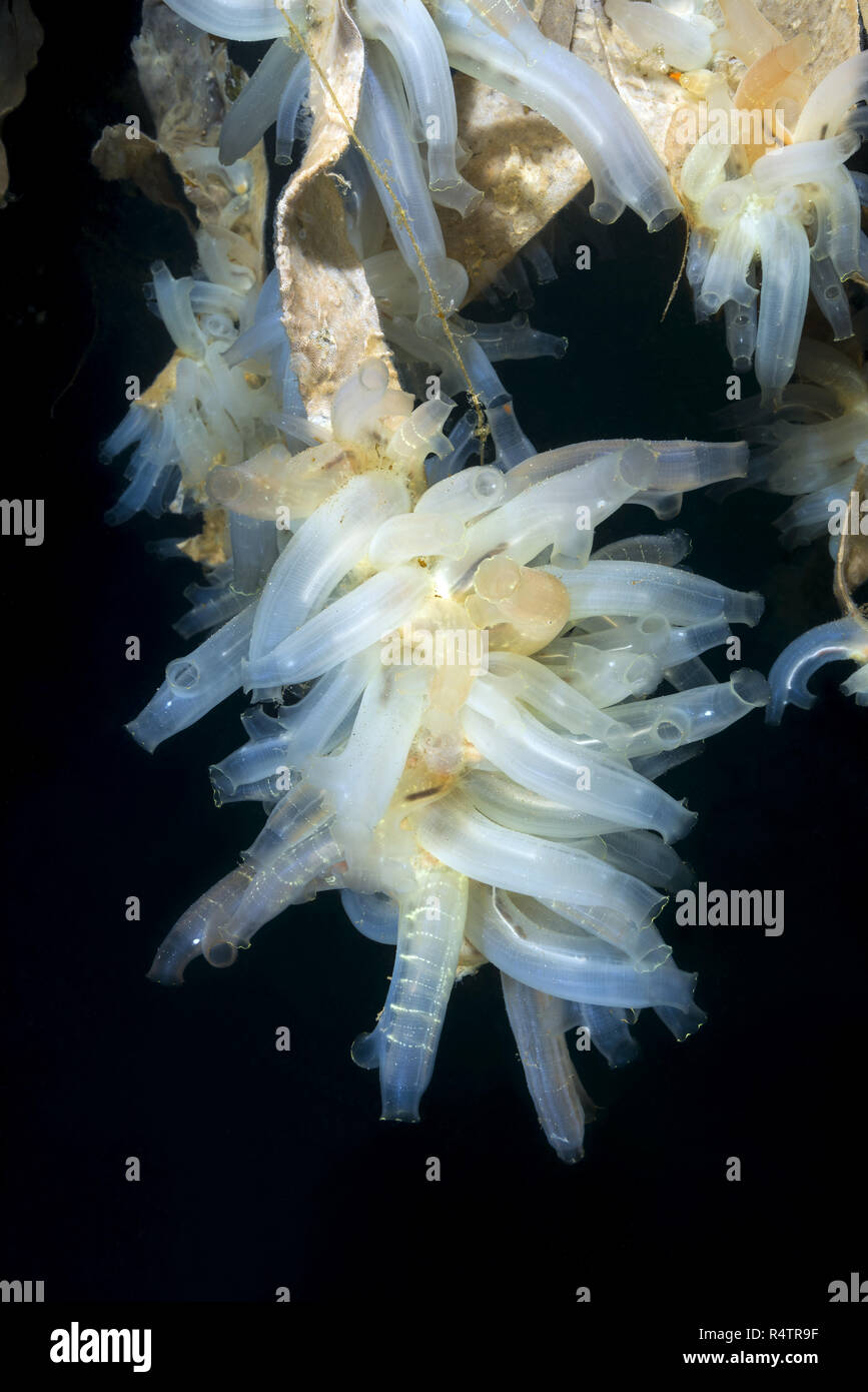 Transparent Sea Cucumber