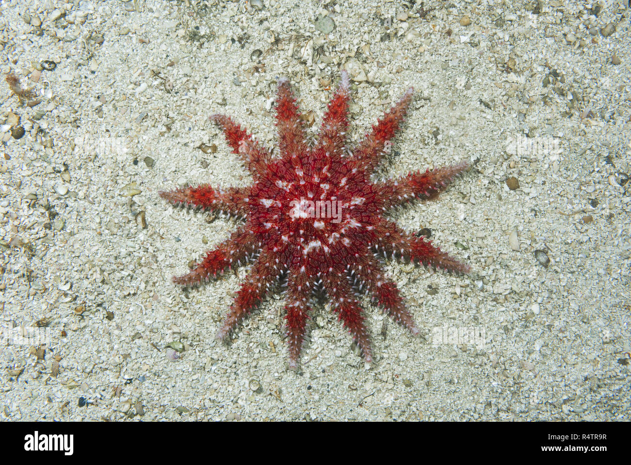 Common Sun Star (Crossaster papposus) on sandy bottom, Norwegian Sea ...