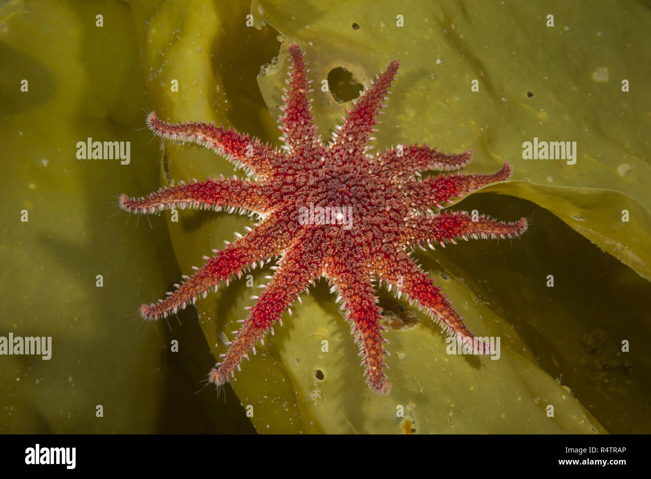 Sunstar starfish hi-res stock photography and images - Alamy