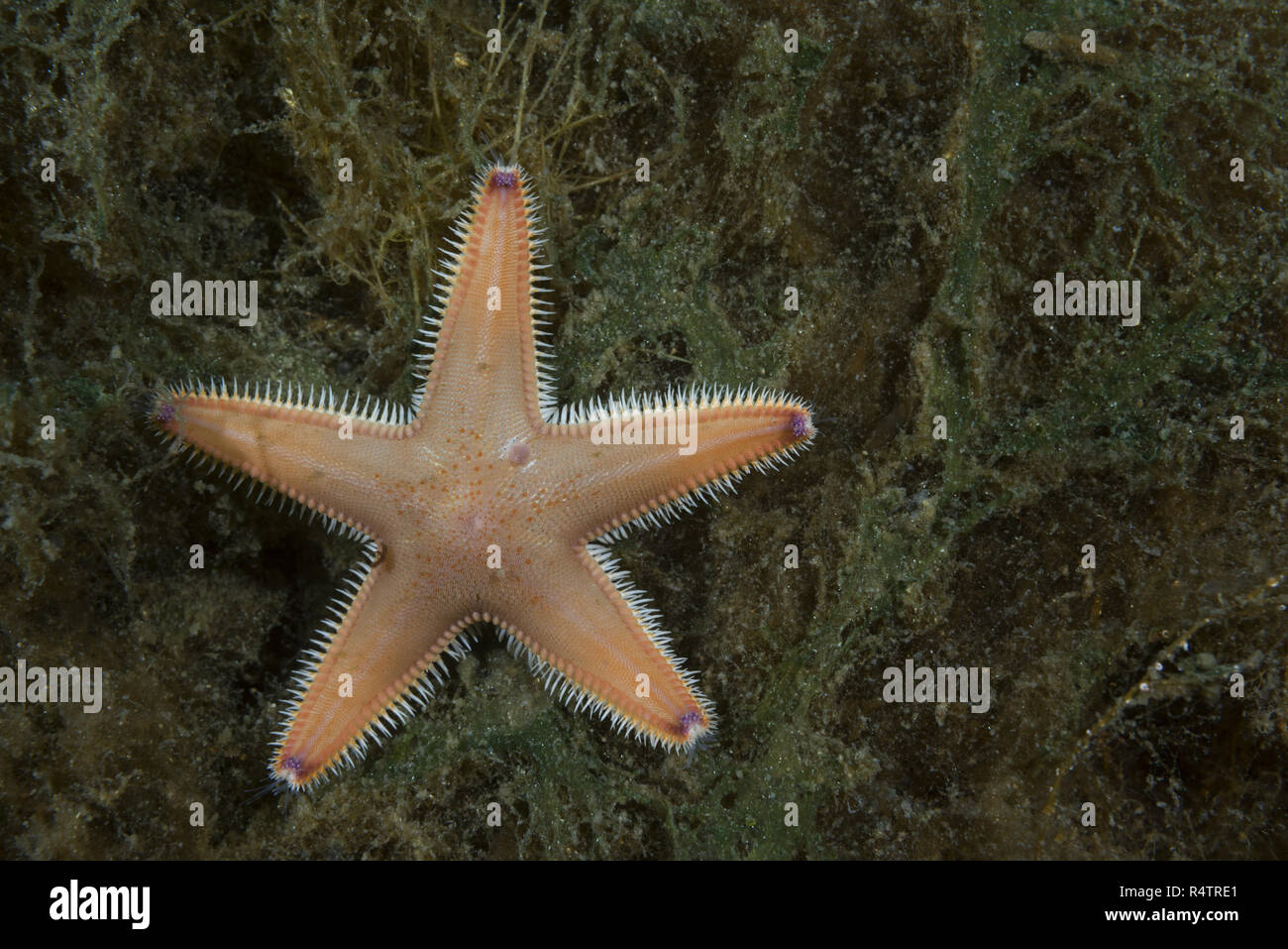 Sand Star (Astropecten platyacanthus) lies on the seaweed, Norwegian ...