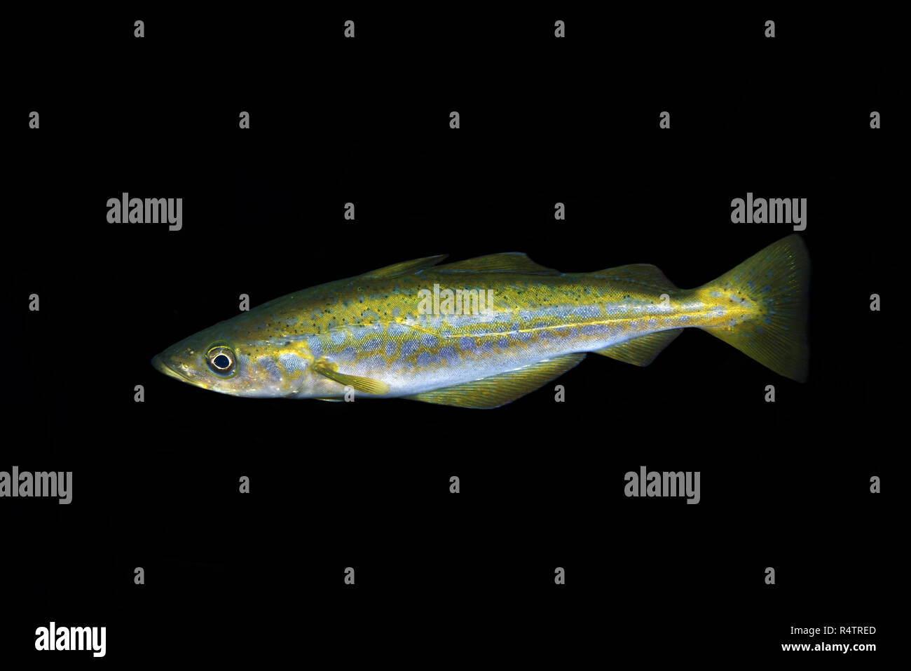 Pollachius pollachius hi-res stock photography and images - Alamy