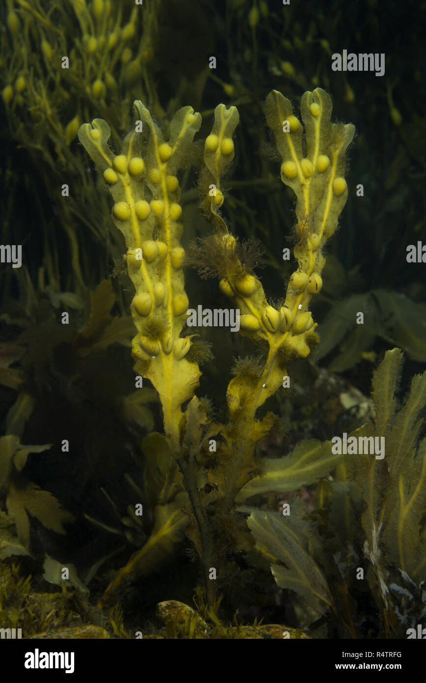 Bladder Wrack (Fucus vesiculosus), Norwegian Sea, Northern Atlantic ...