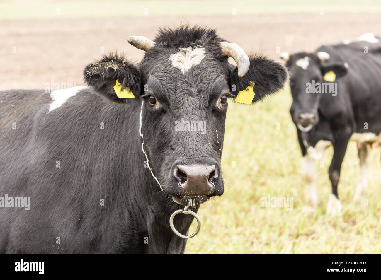 Close-up ñow are black and white color . Holstein friesian cattle. Late ...
