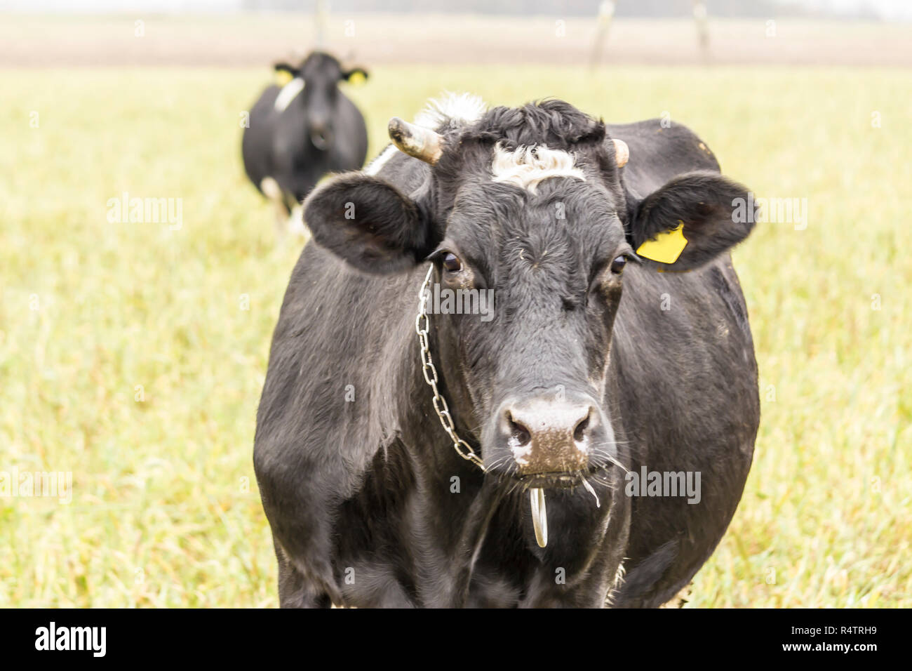 Holstein pattern hi-res stock photography and images - Alamy
