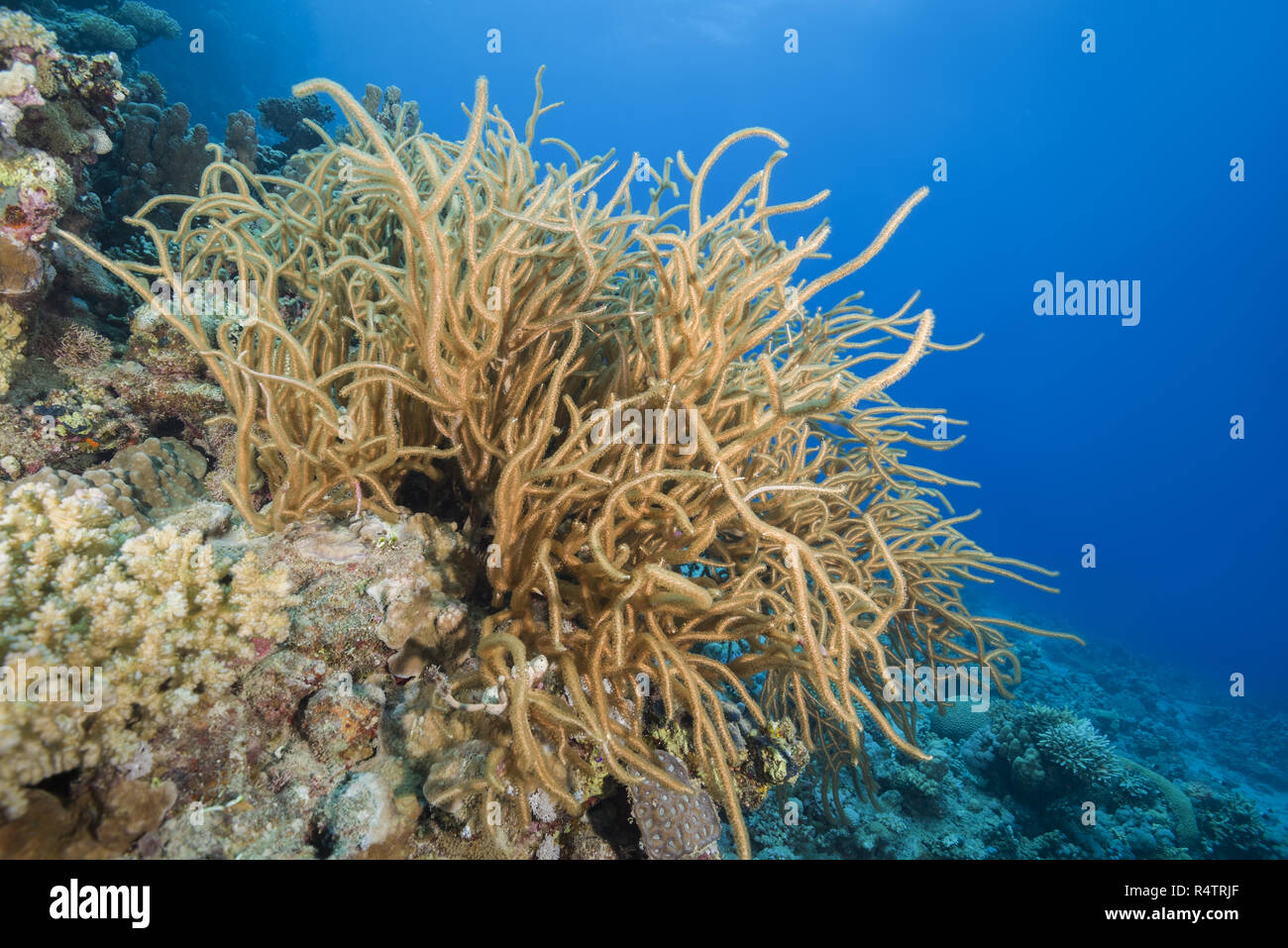 Rumphella aggregata hi-res stock photography and images - Alamy