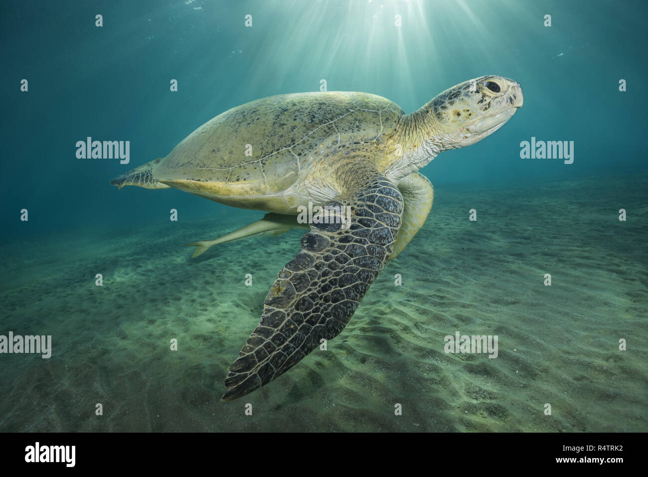 Sharksucker on turtle echeneis hi-res stock photography and images - Alamy