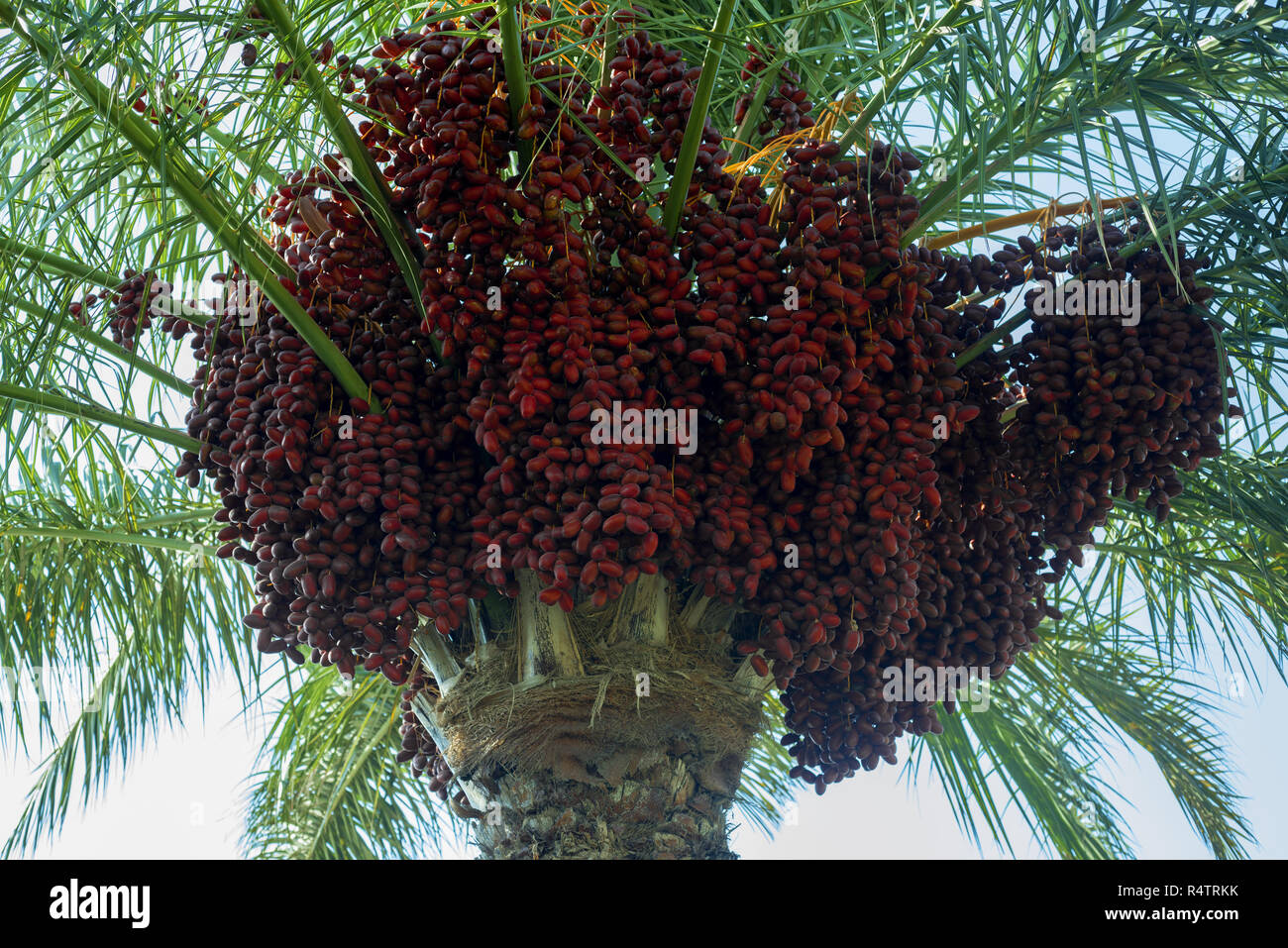 Ripe red fruits dates on date palm (Phoenix dactylifera), Egypt Stock ...