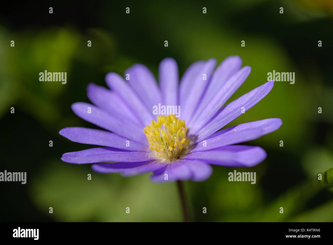 Blue flower photography hi-res stock photography and images - Alamy
