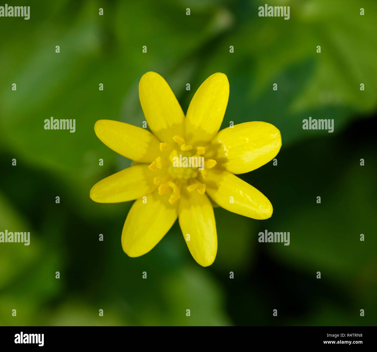 Ficaria verna lesser celandine hi-res stock photography and images - Alamy
