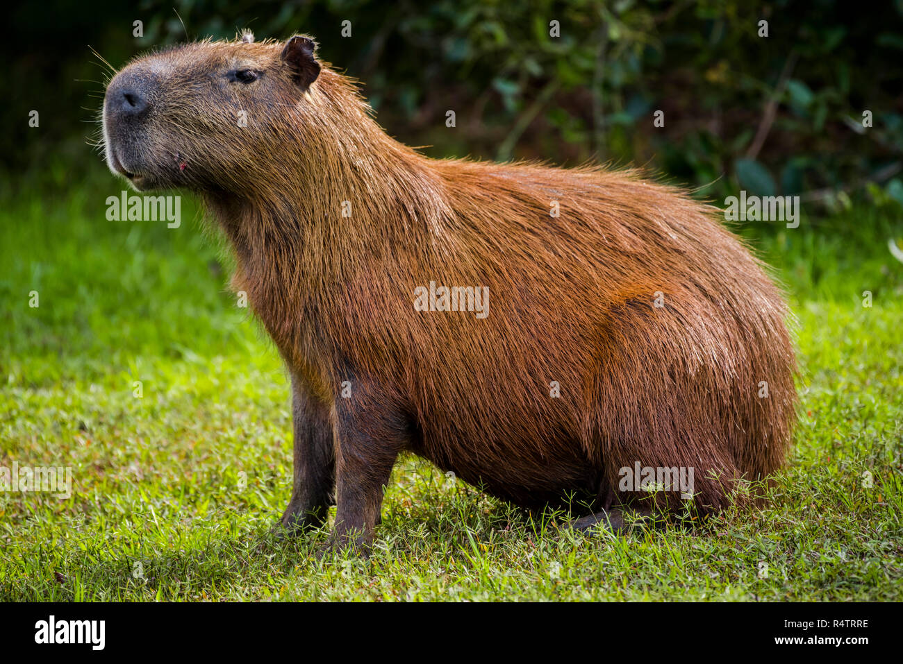 Capybara sitting hi-res stock photography and images - Alamy