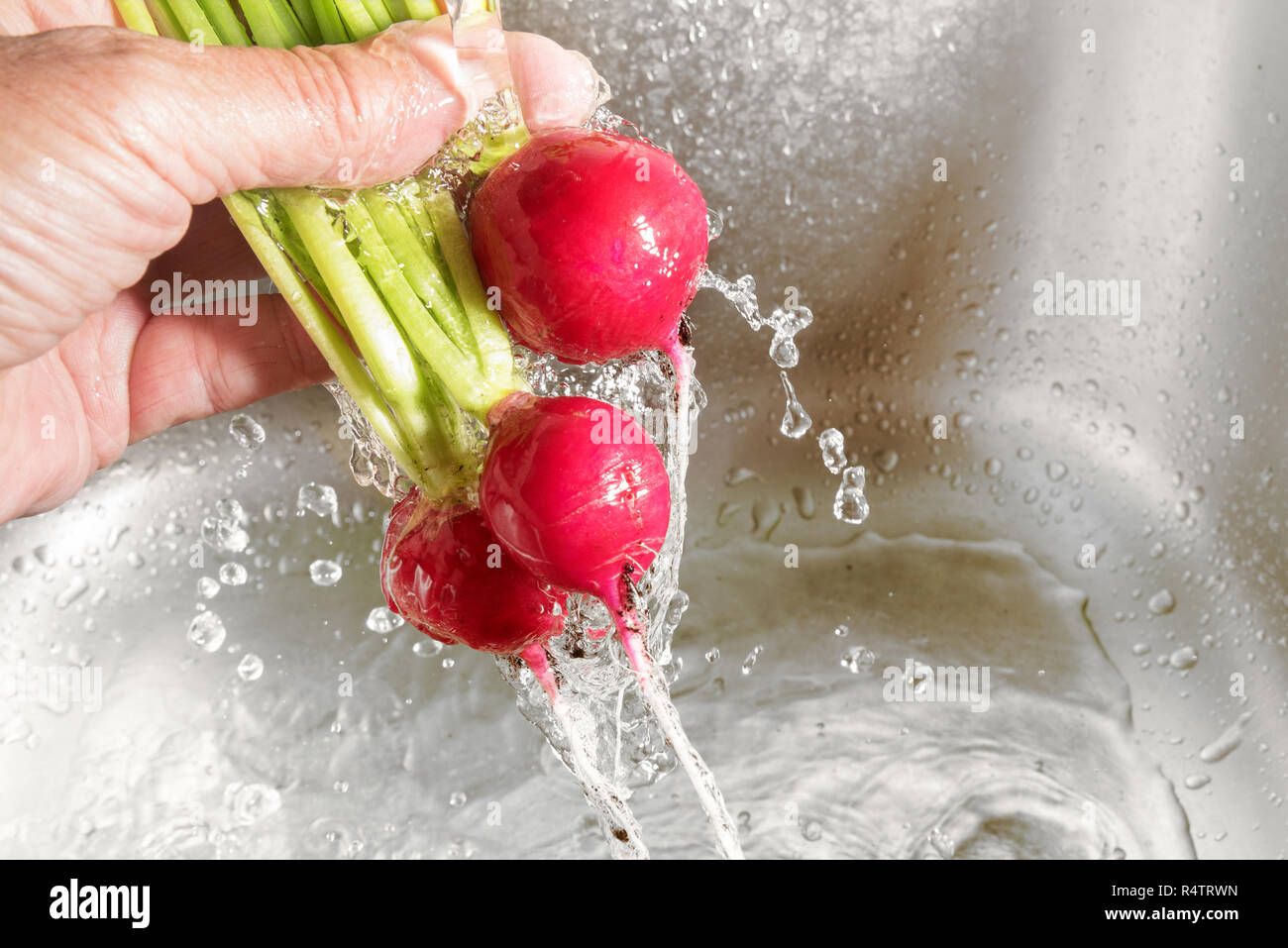 washing vegetables, human hand holding a bunch of radishes under ...