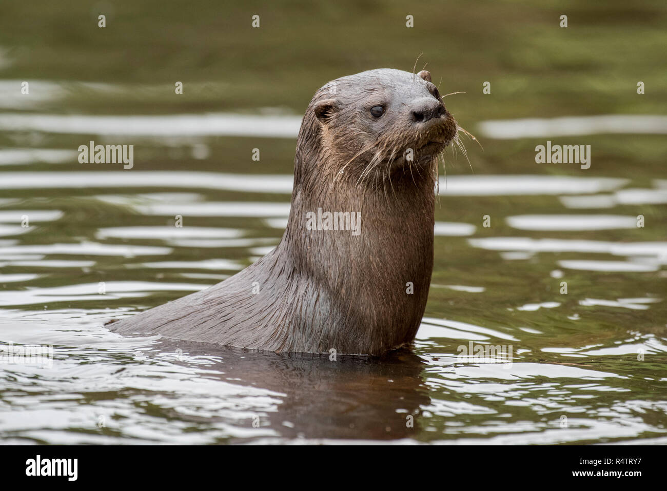 Neotropical otter (Lontra longicaudis), in water, Pantanal, Mato Grosso ...