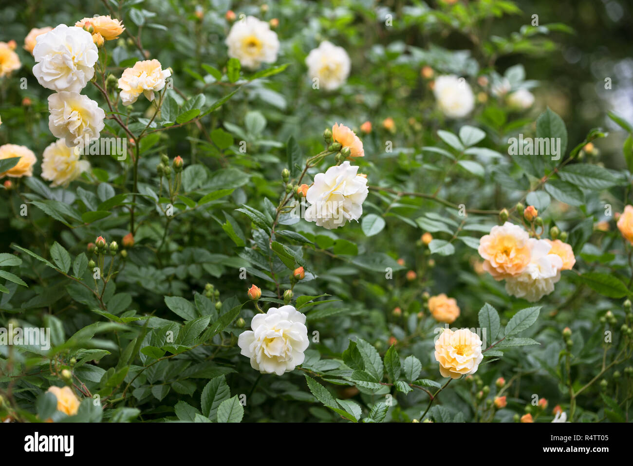 Yellow rambling rose hi-res stock photography and images - Alamy