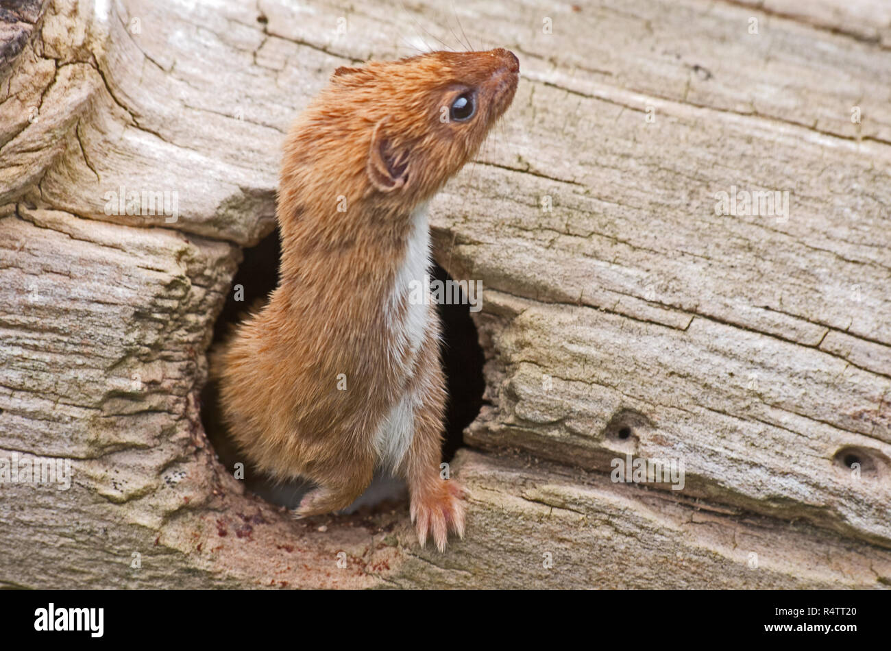Weasel Hole High Resolution Stock Photography and Images - Alamy