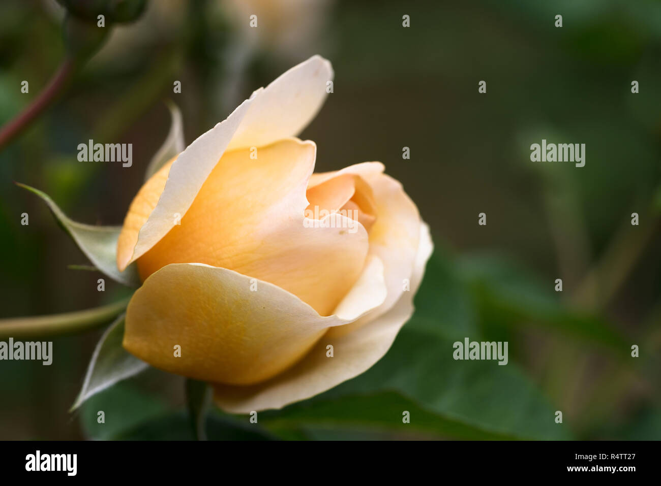 David austin rose hi-res stock photography and images - Alamy