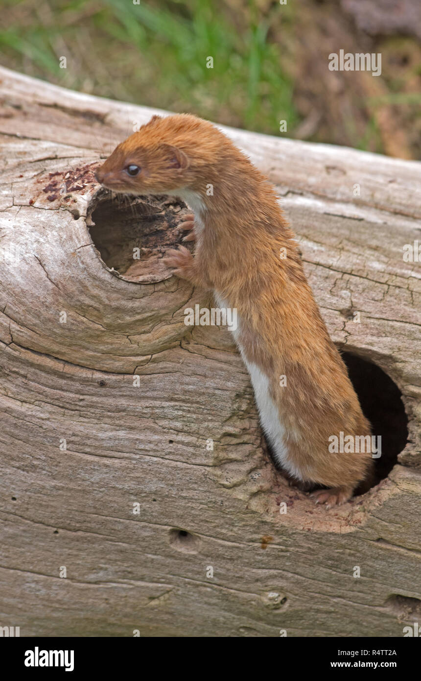 Weasel hole hi-res stock photography and images - Alamy