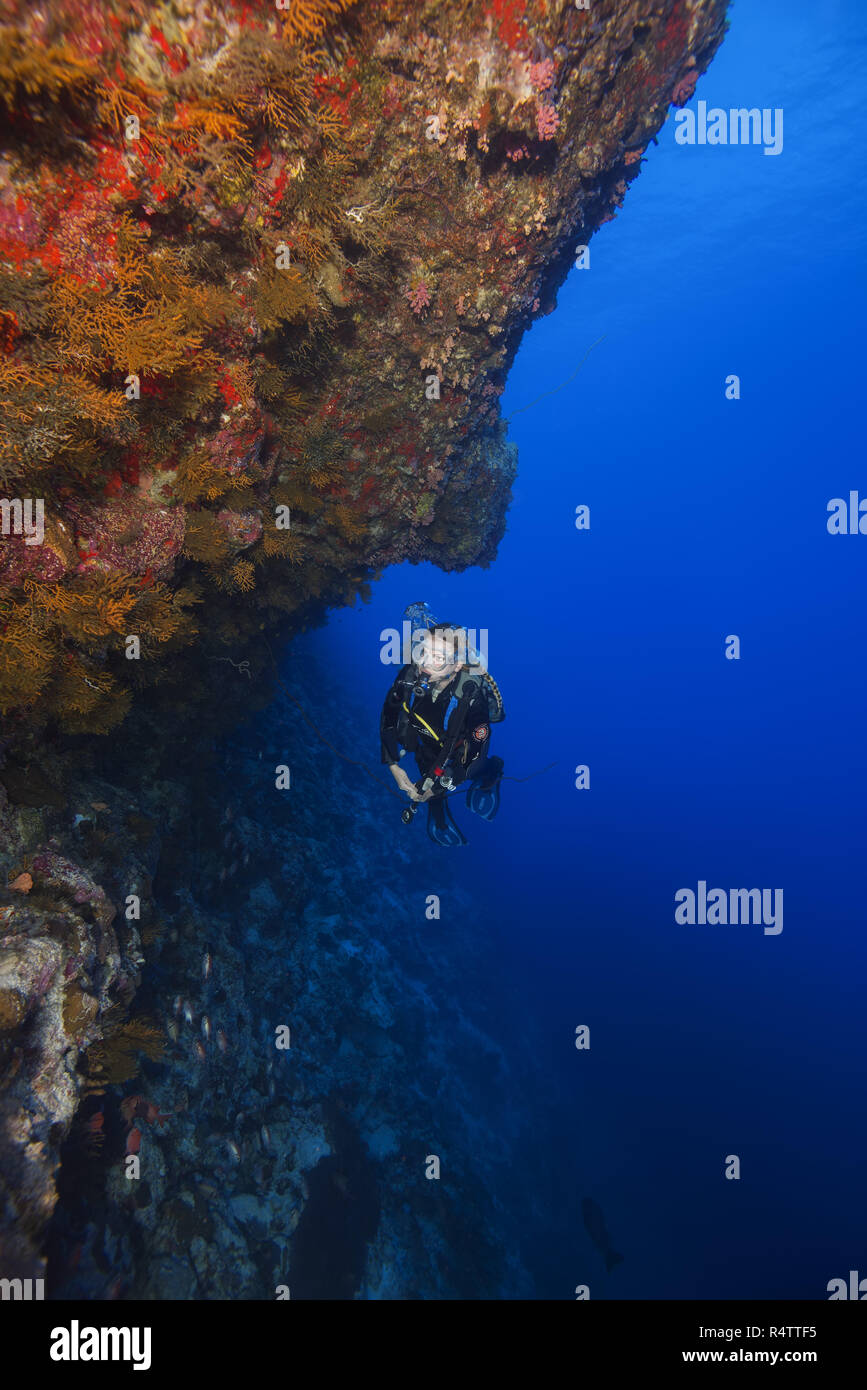 Female scuba diver swims next to a sheer wall covered with corals ...