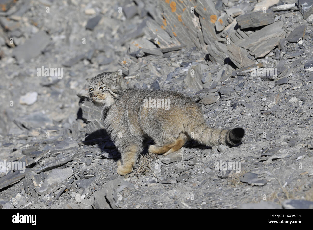 Pallas cat tibetan hi-res stock photography and images - Alamy