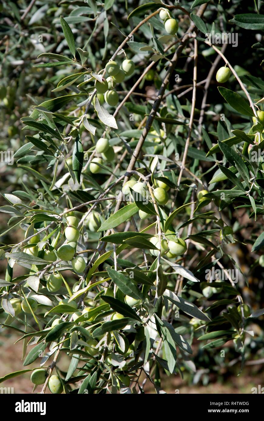 Olive tree in Provence in South of France Stock Photo - Alamy
