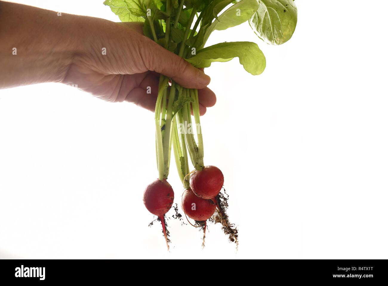 human hand holds freshly harvested organic radishes on the leaves ...