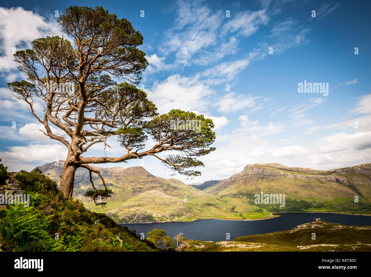 Tall straight giant trees hi-res stock photography and images - Alamy