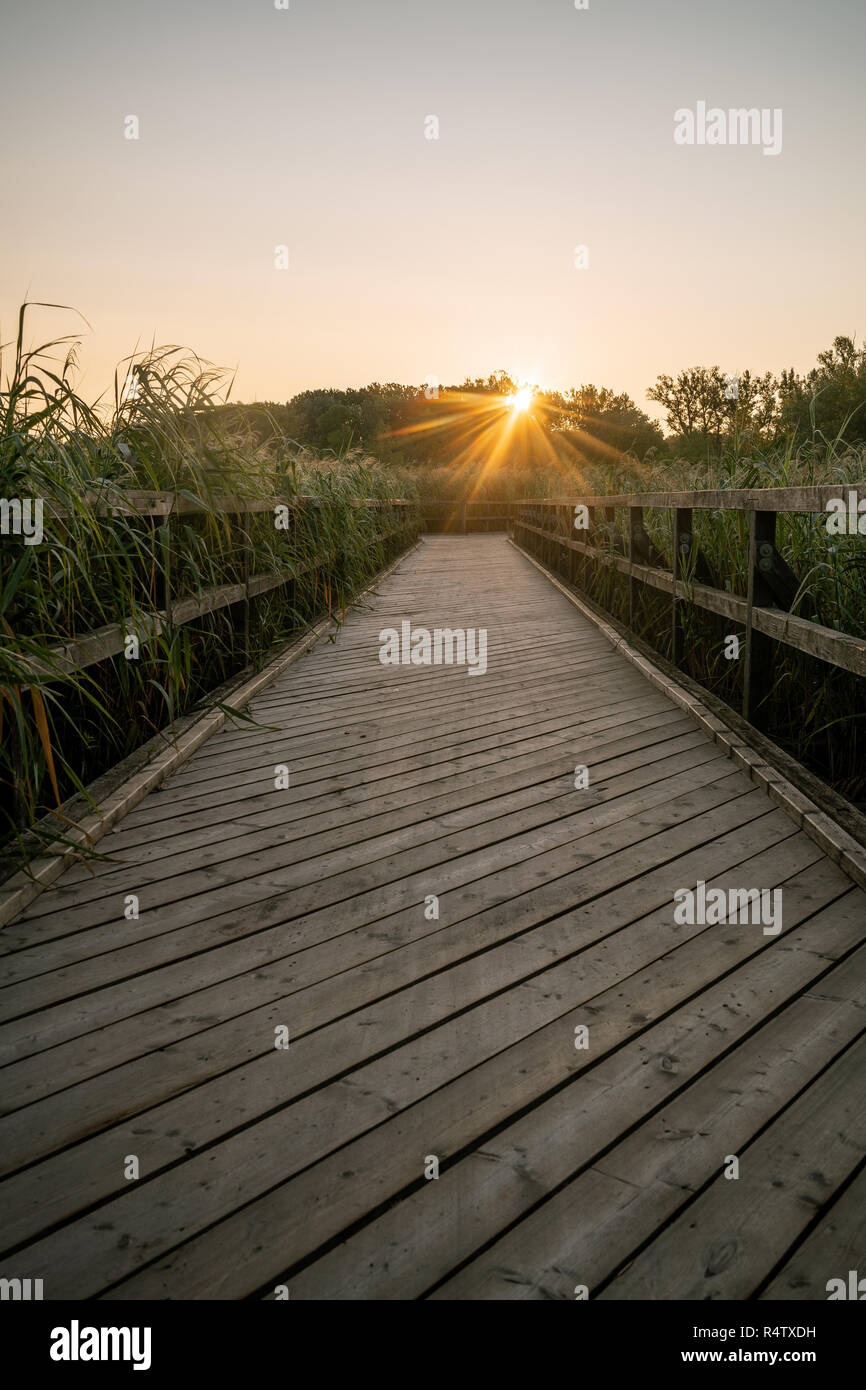 Wooden bridge over a reed field at sunrise Stock Photo - Alamy