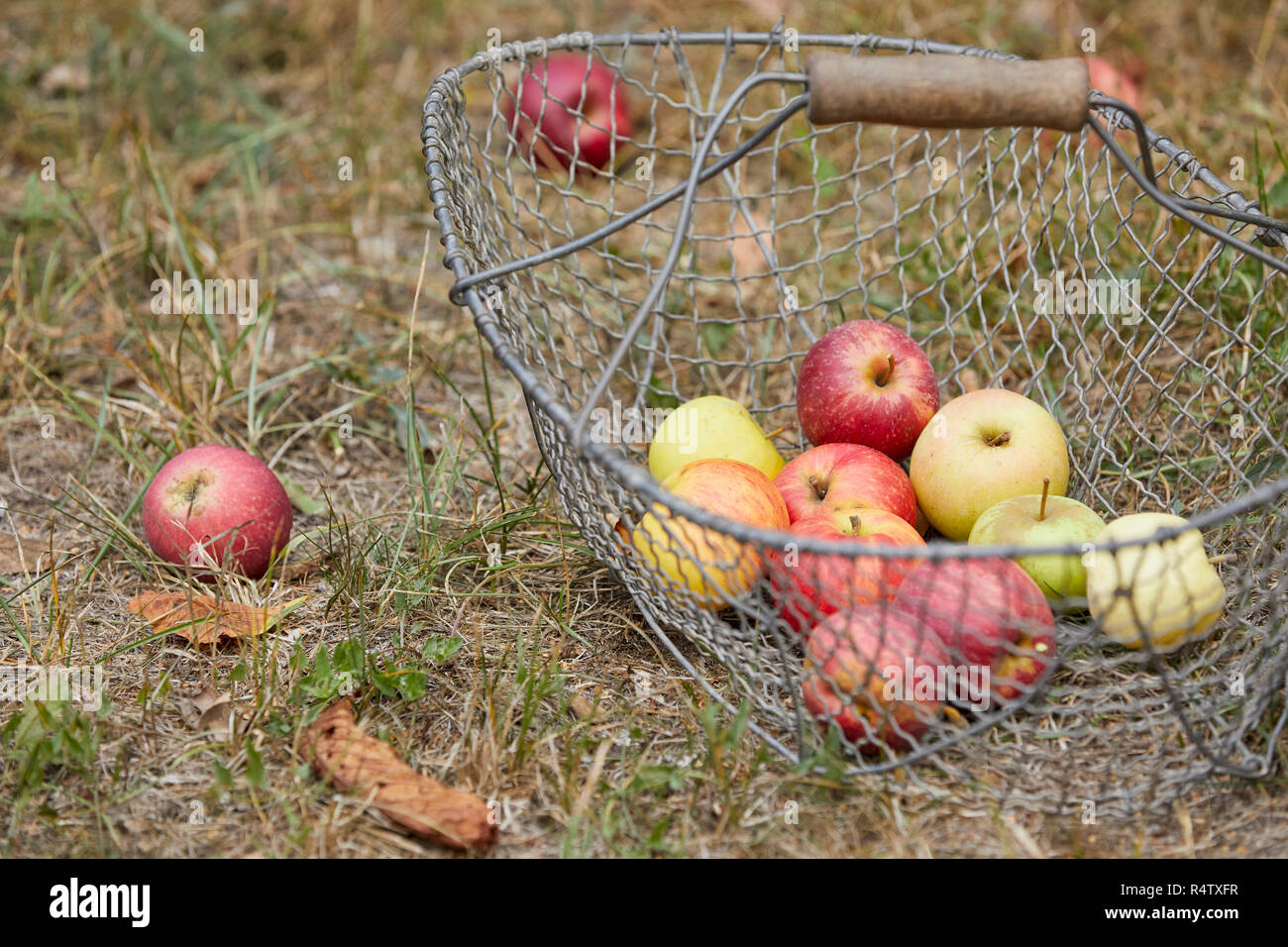 Fresh harvested apples in basket Stock Photo - Alamy