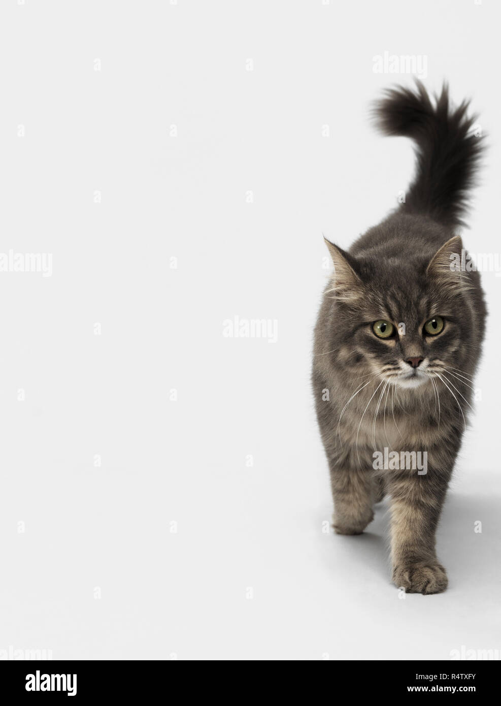 Cat walking on white background Stock Photo - Alamy