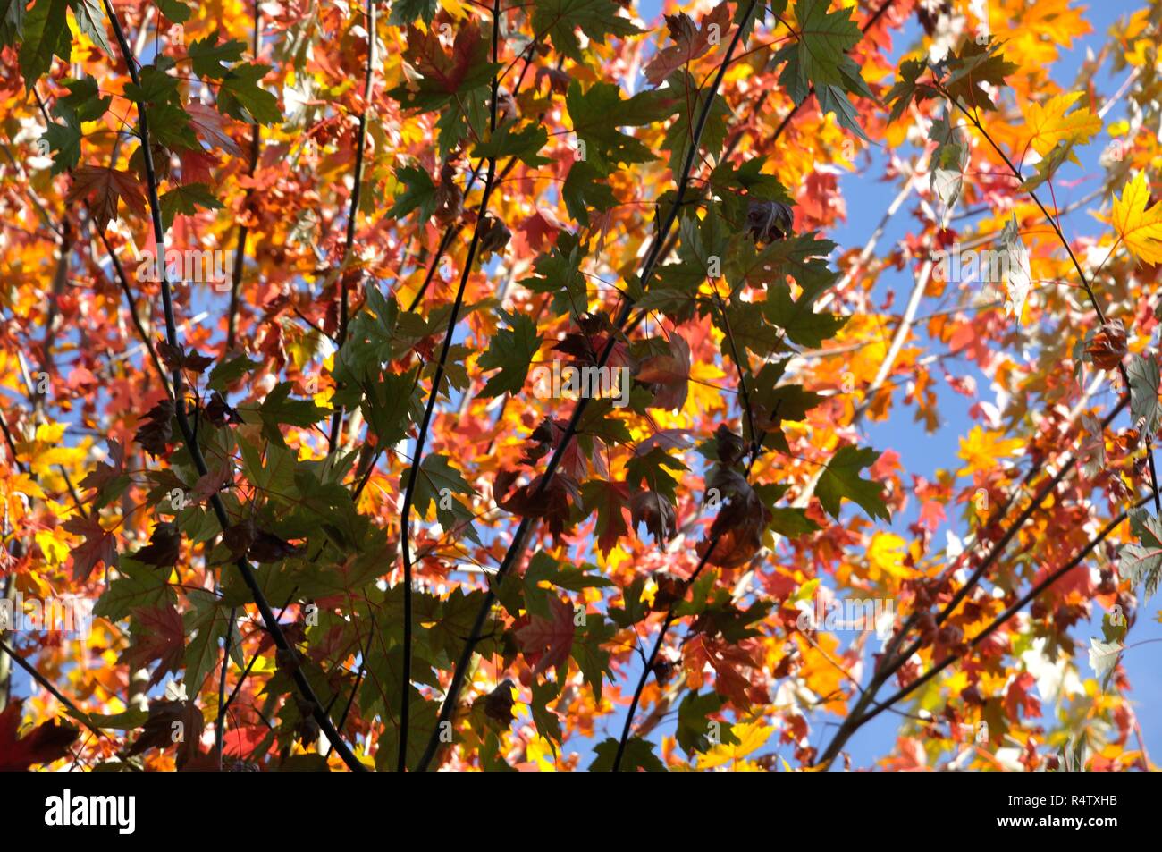 Tree in autumn colours Stock Photo - Alamy