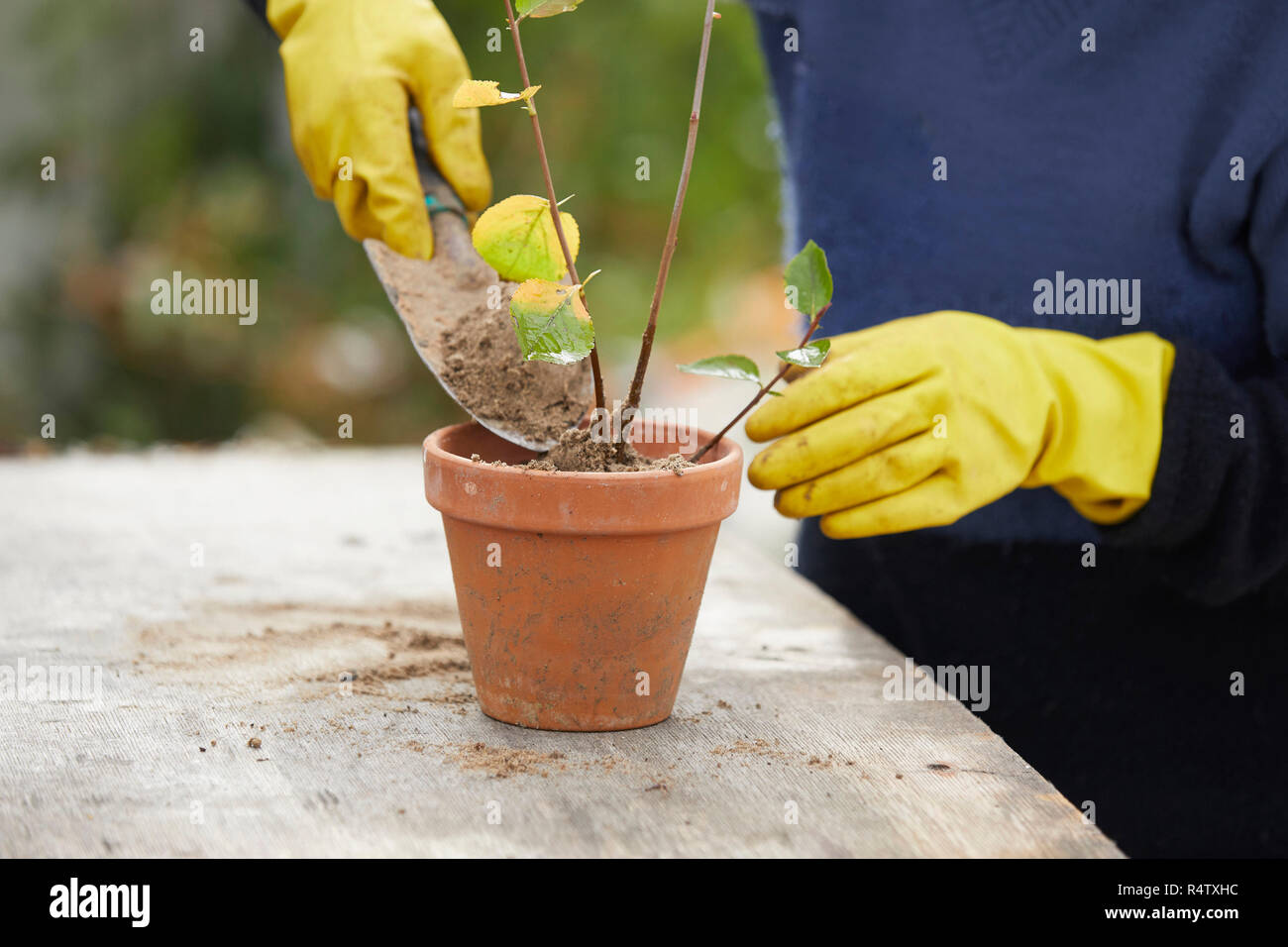Woman with rubber gloves gardening, potting plant Stock Photo - Alamy