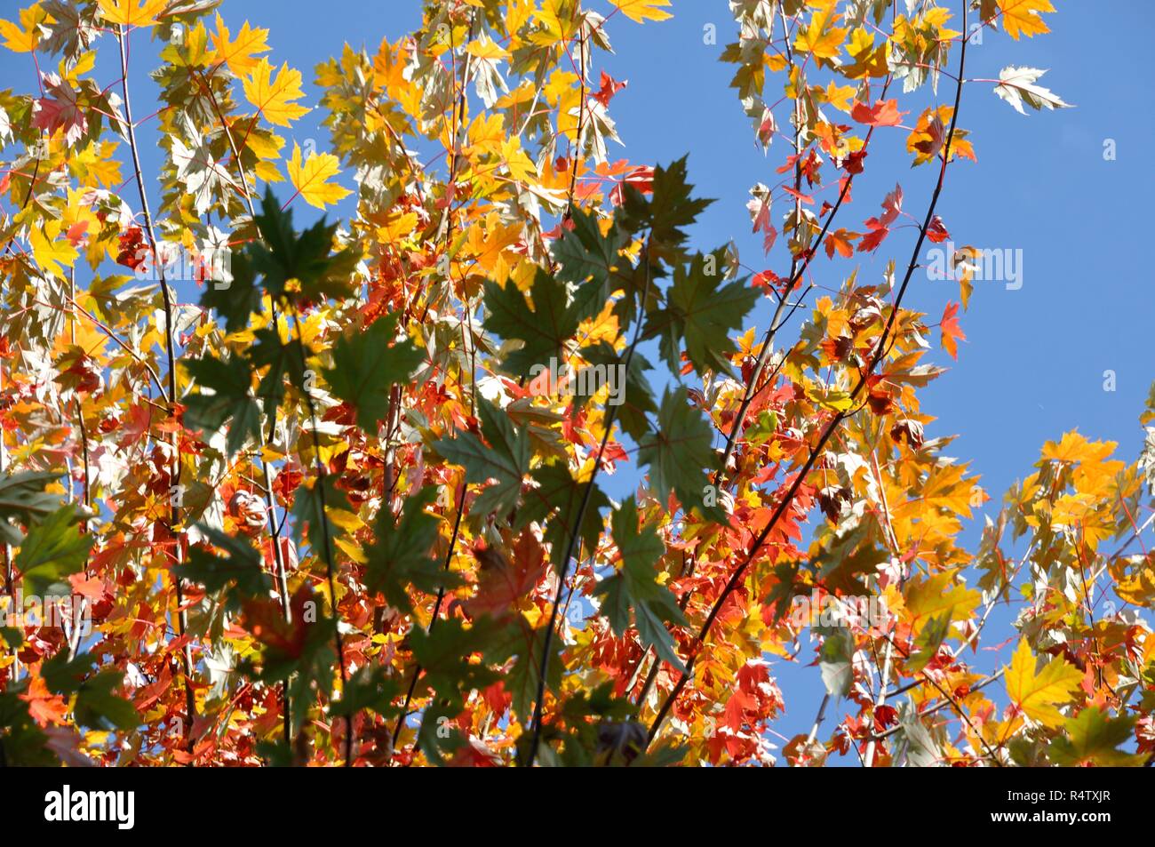 Tree in autumn colours Stock Photo - Alamy