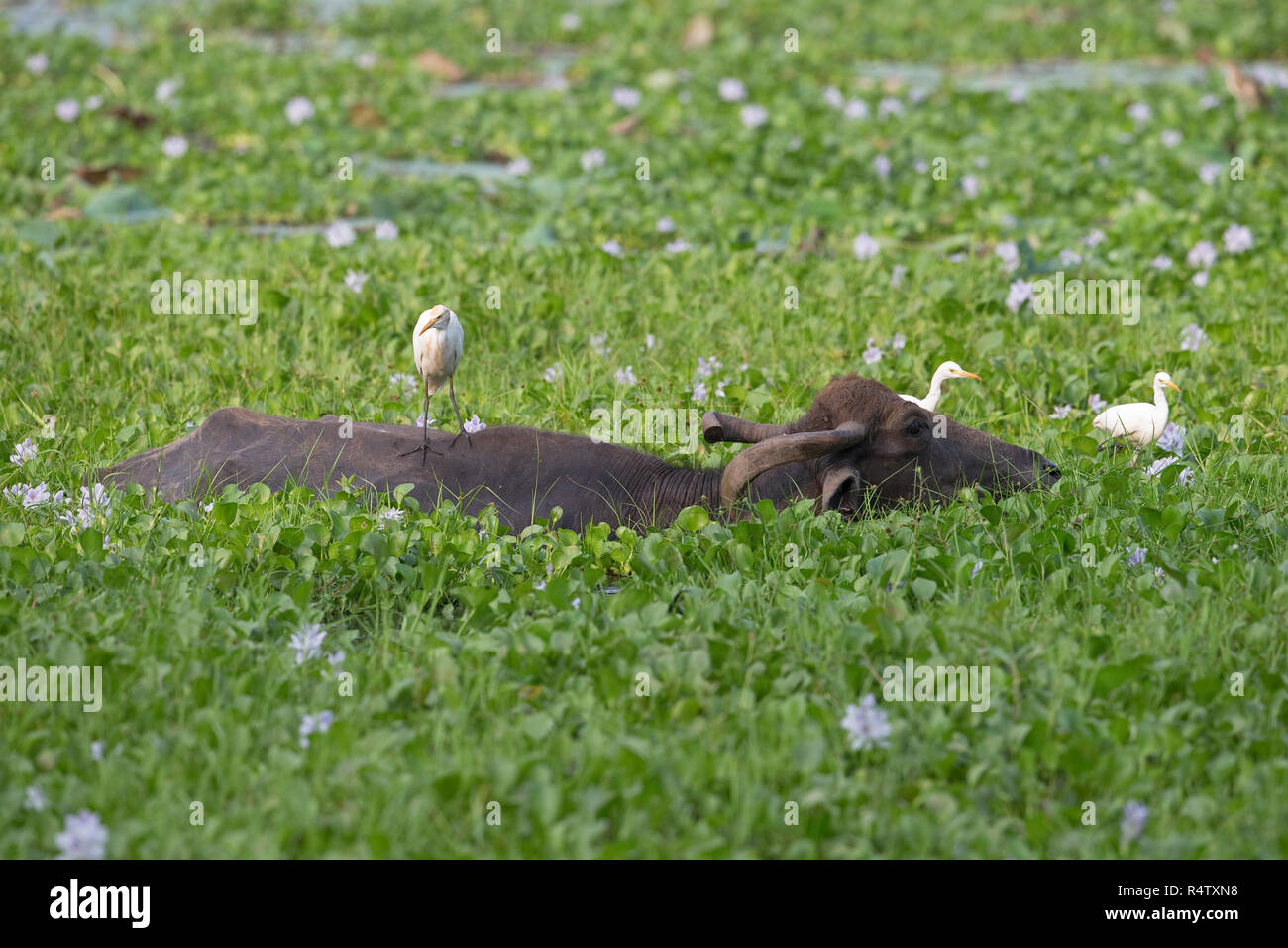Eastern Cattle Egret (Bubulcus coromandus) on Water Buffalo (Bubalus ...
