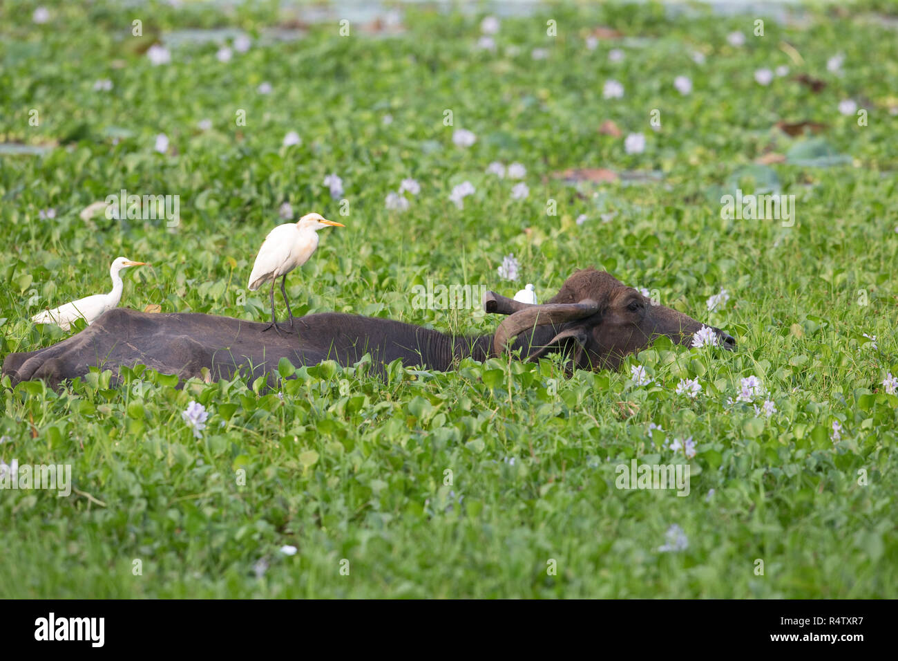 Eastern Cattle Egret (Bubulcus coromandus) on Water Buffalo (Bubalus ...
