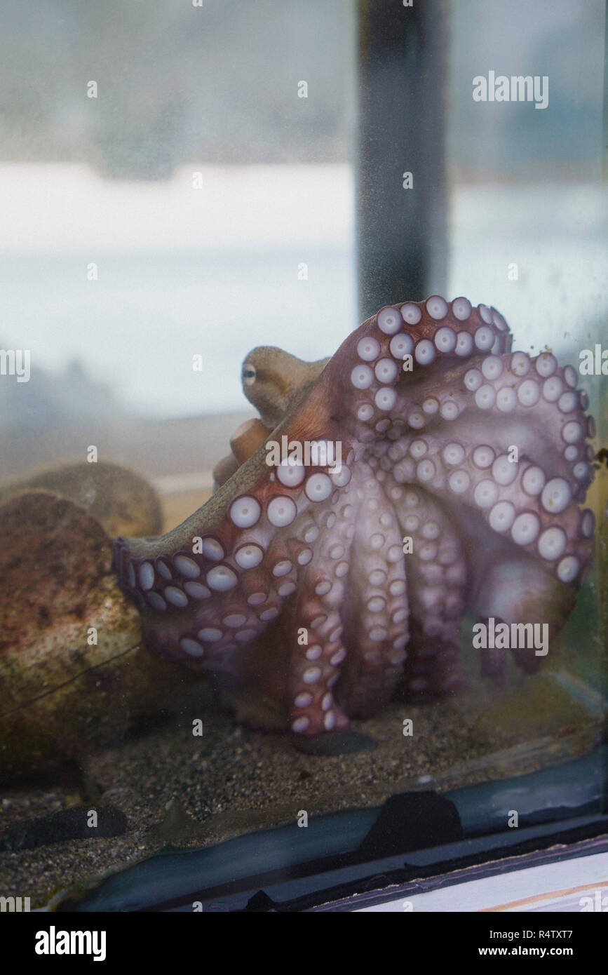 Octopus tentacles pressed up against aquarium glass Stock Photo - Alamy
