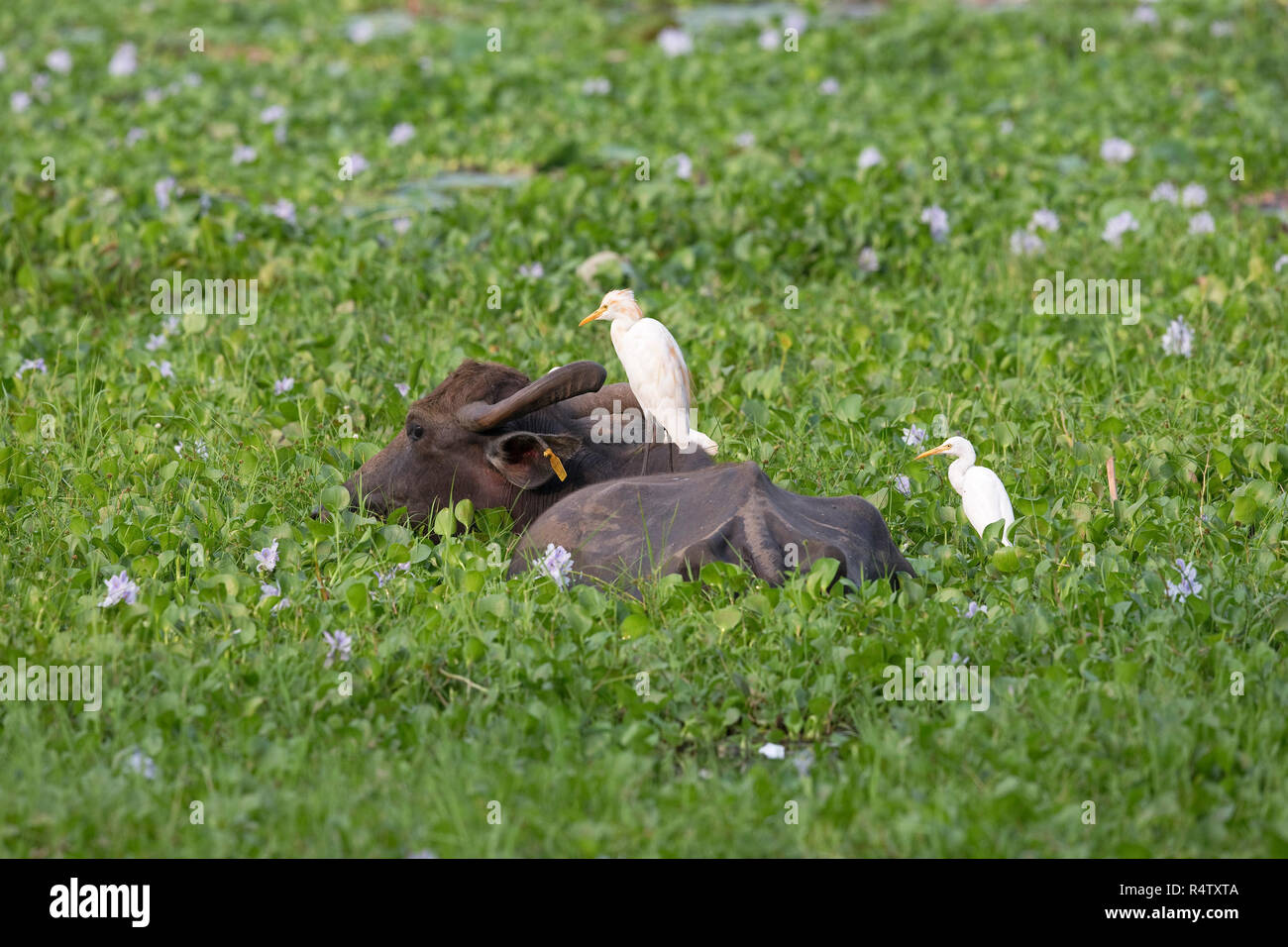 Eastern Cattle Egret (Bubulcus coromandus) on Water Buffalo (Bubalus ...