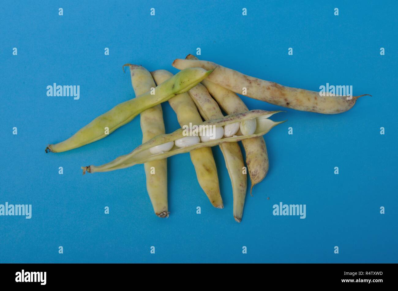 Paimpol coco beans Stock Photo - Alamy