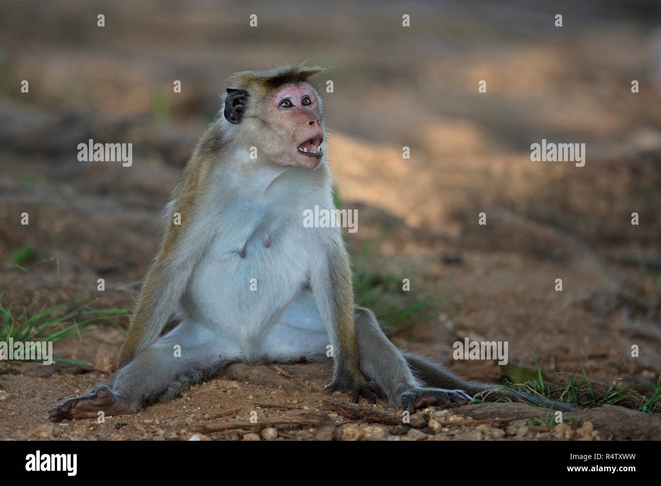 Toque Macaque (Macaca sinica Stock Photo - Alamy