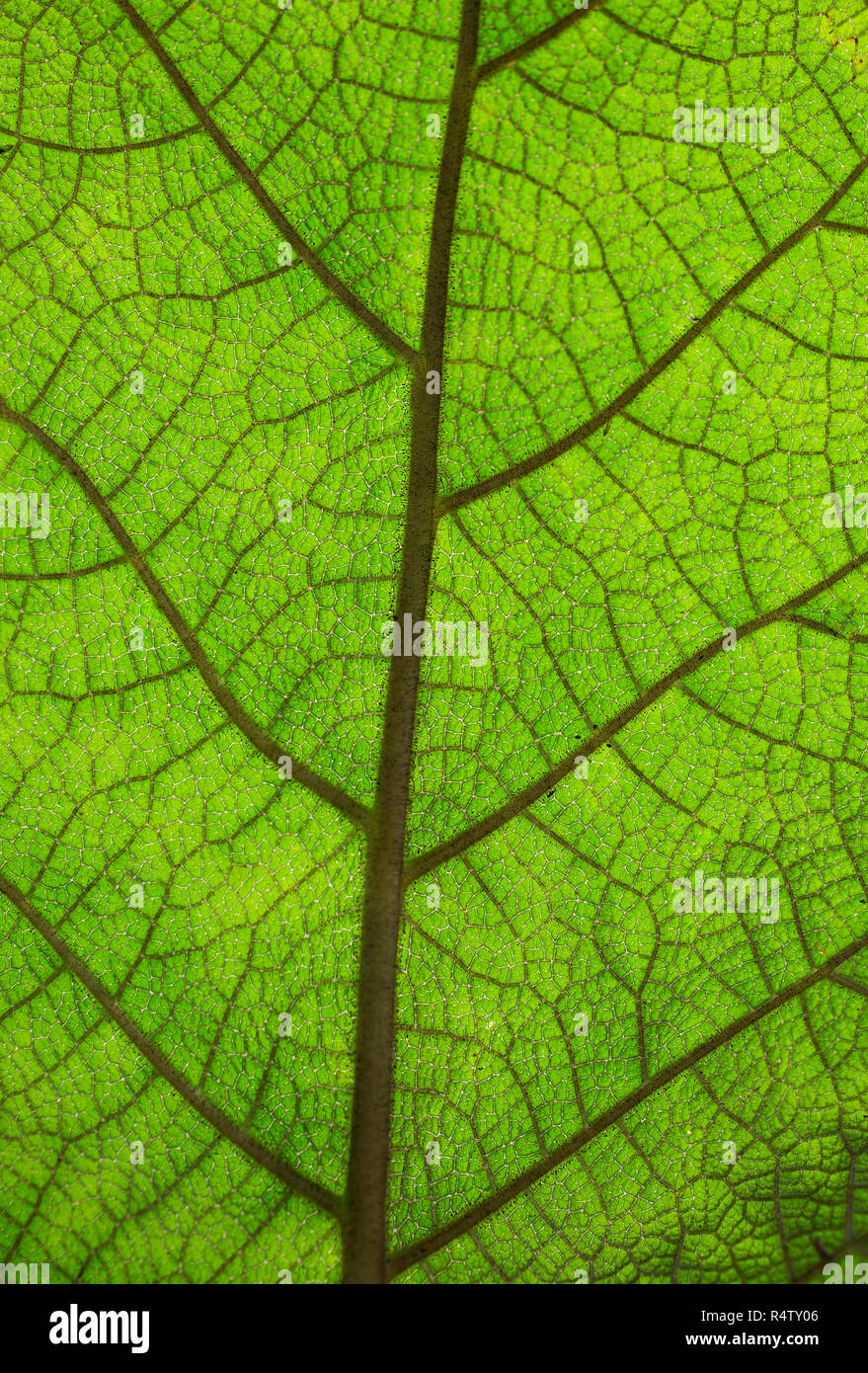 Extreme close up veins of vibrant green leaf Stock Photo - Alamy