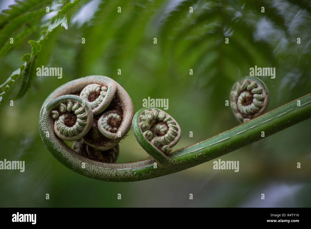 Close up curled fern plant Stock Photo - Alamy