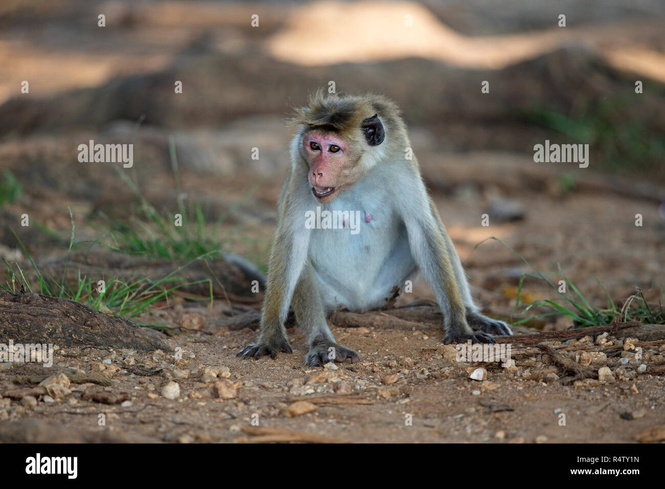 Macaque monkies hi-res stock photography and images - Alamy