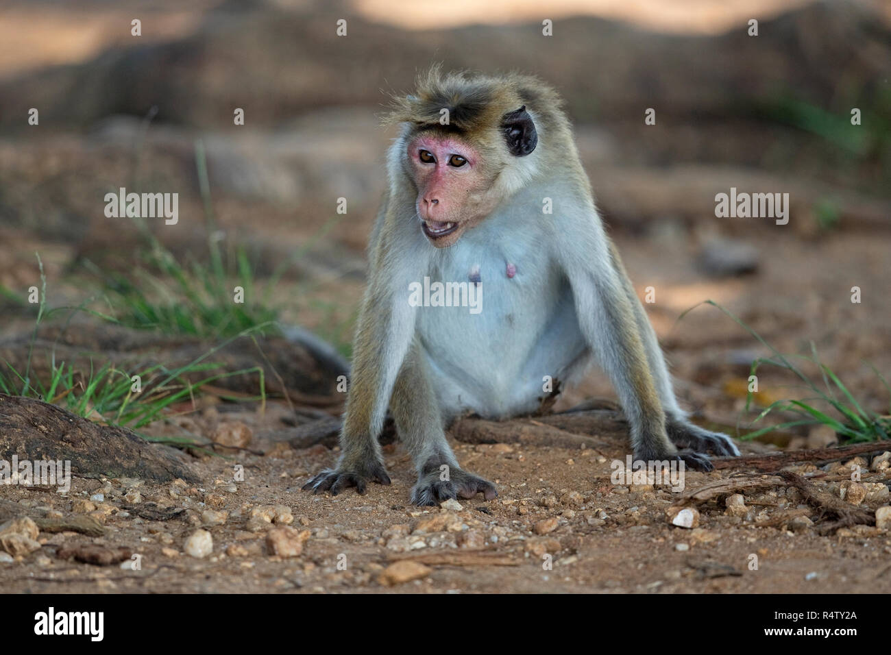 Toque Macaque (Macaca sinica Stock Photo - Alamy