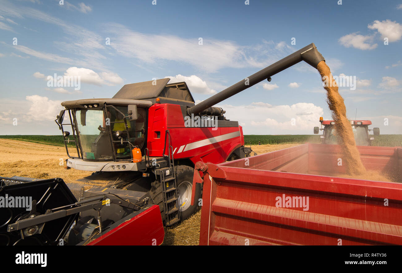 Pouring wheat grain into tractor trailer after harvest at field Stock ...