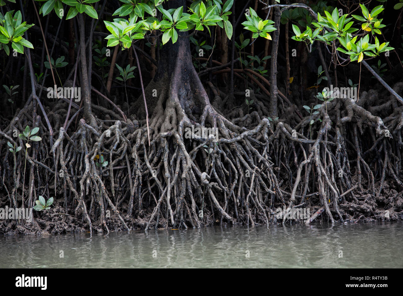 Mangrove tree roots in water Stock Photo - Alamy
