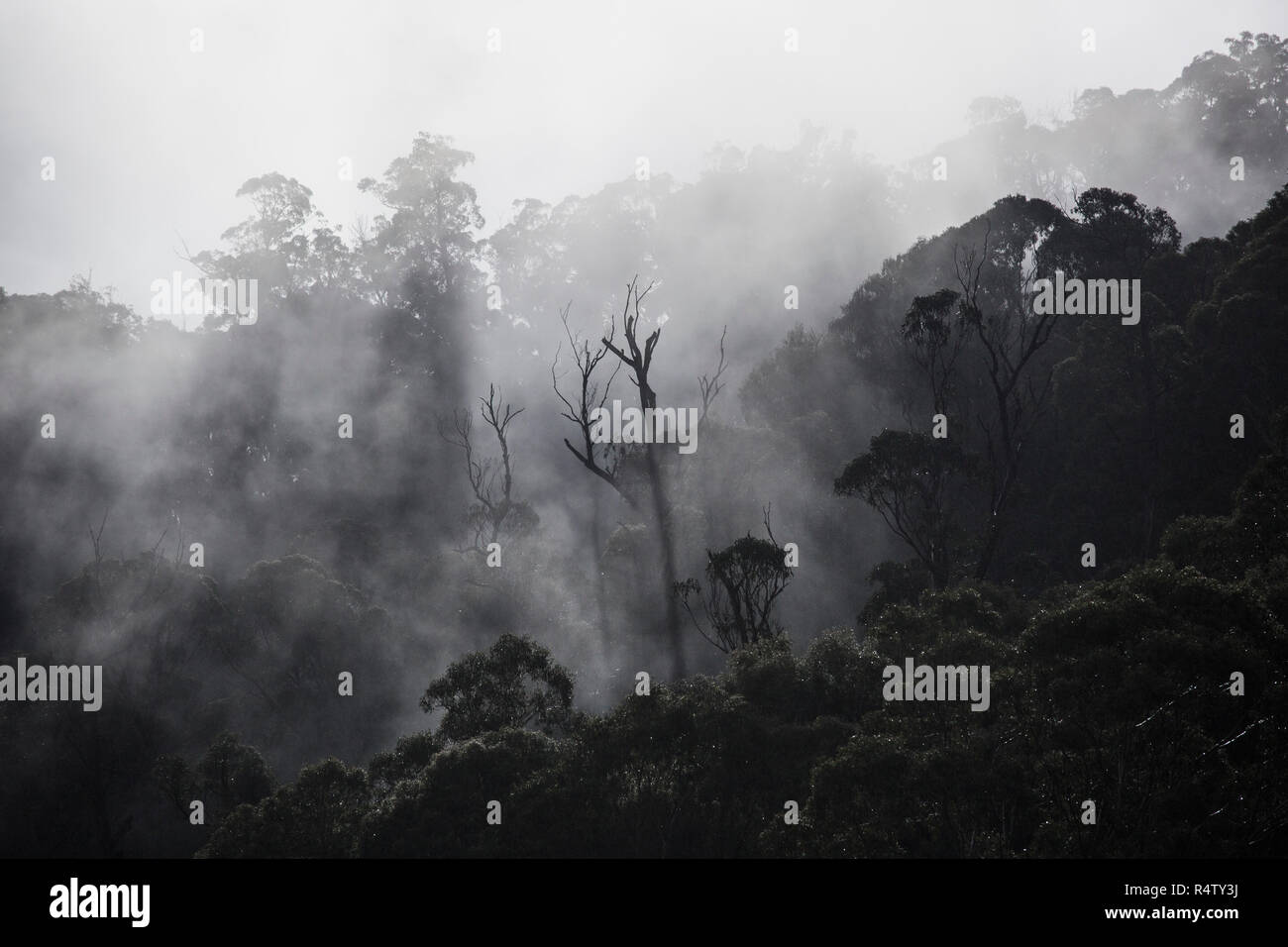 Fog over forest trees, Falls Creek, Victoria, Australia Stock Photo - Alamy