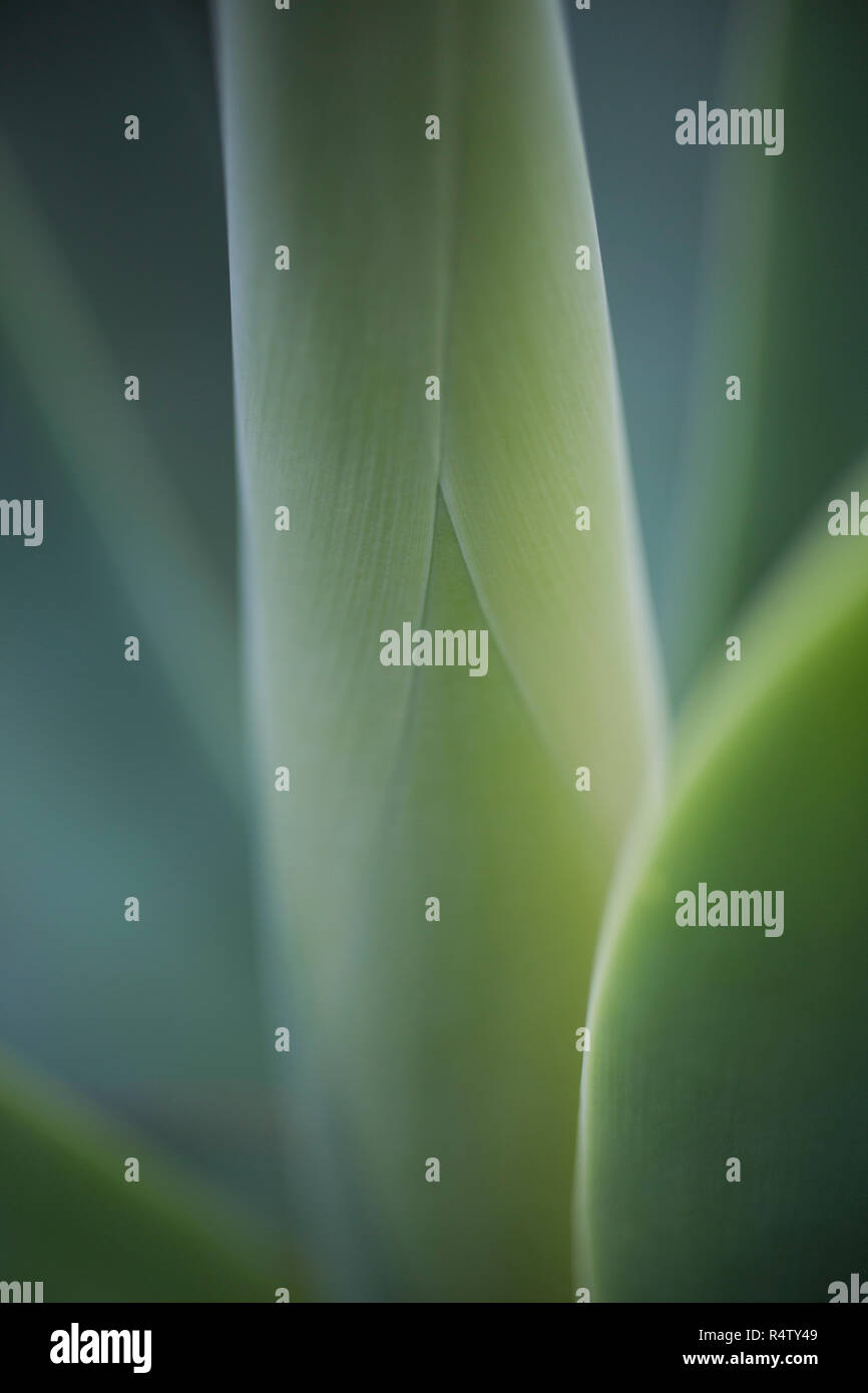 Curled plant hi-res stock photography and images - Alamy