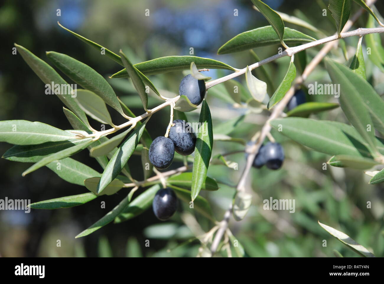 Olive tree in Provence in South of France Stock Photo - Alamy