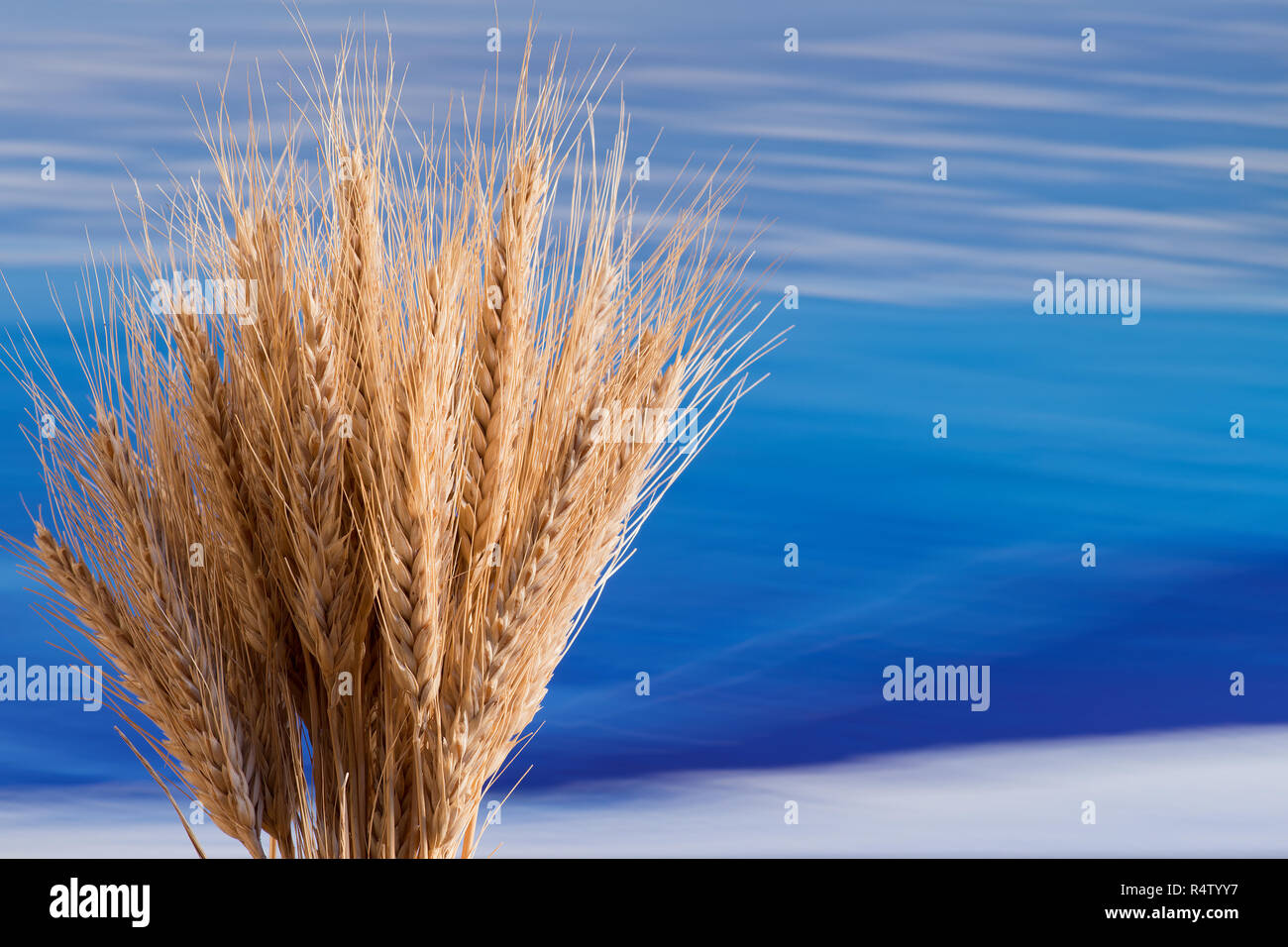 Sheaf of wheat on the blue background Stock Photo - Alamy