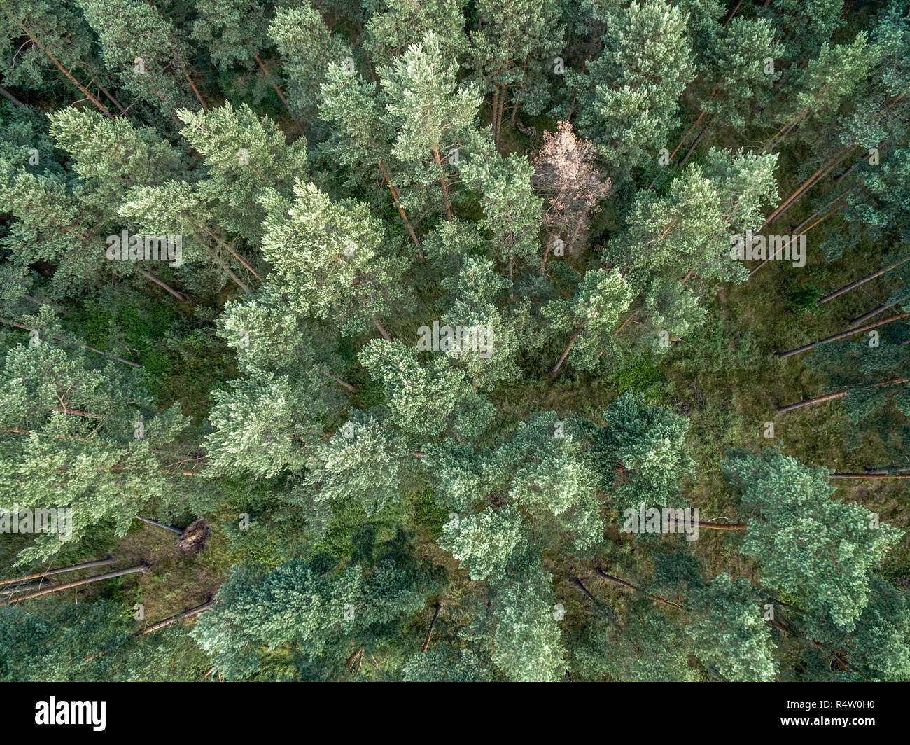 coniferous forest from the vertical perspective Stock Photo - Alamy