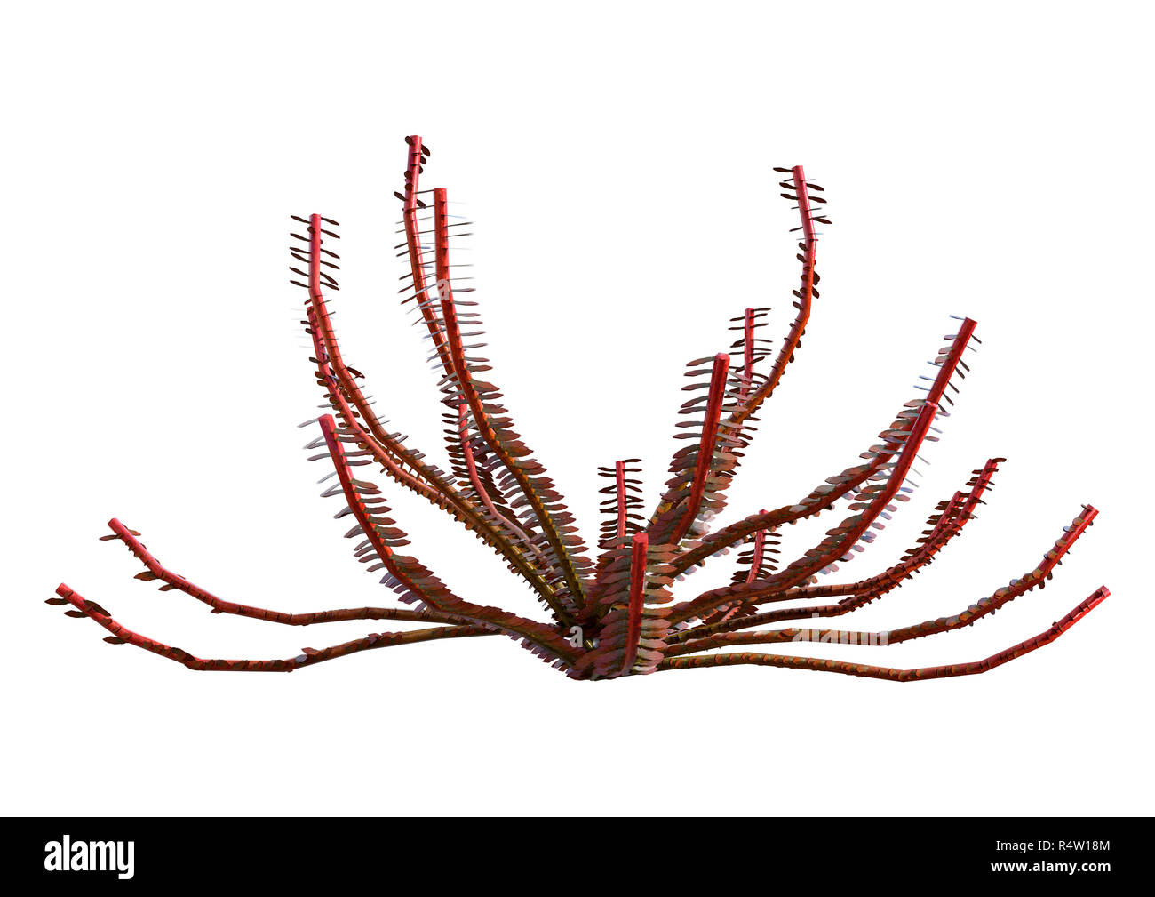 3D rendering of a red sea lily isolated on white background Stock Photo ...